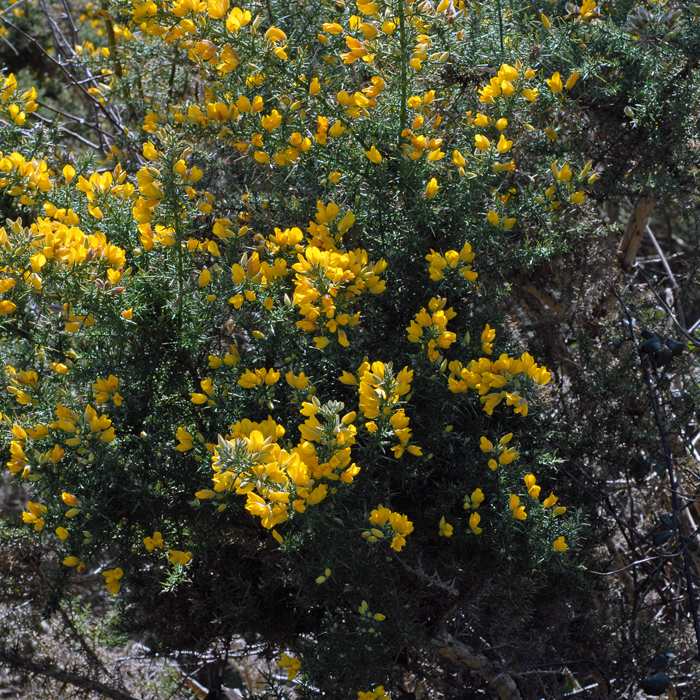 Harmers Wood 2017: Plants