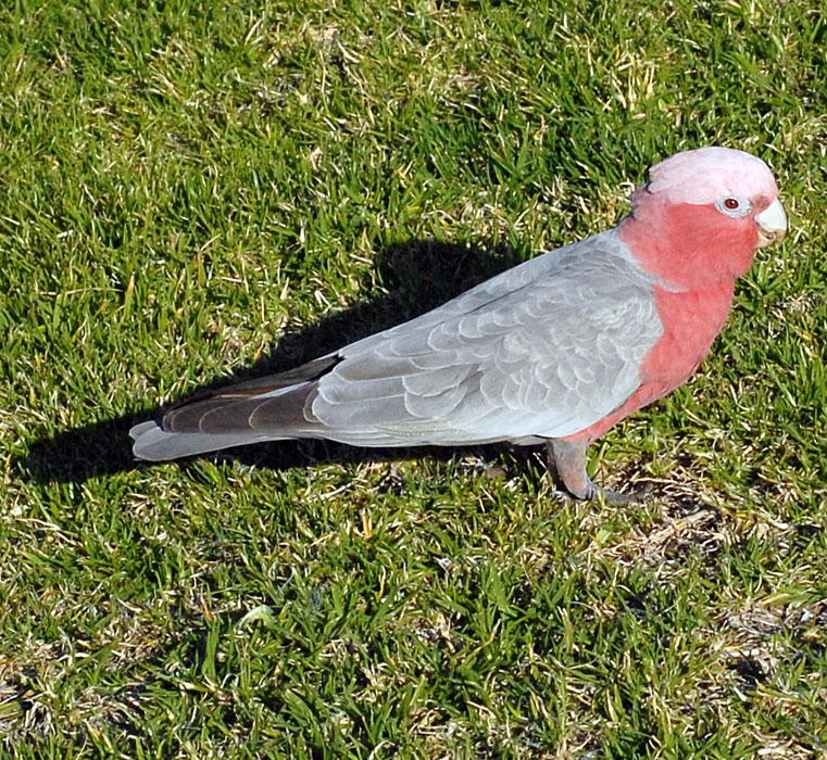 Australian Bird: Cacatua roseicapilla Galah Large image