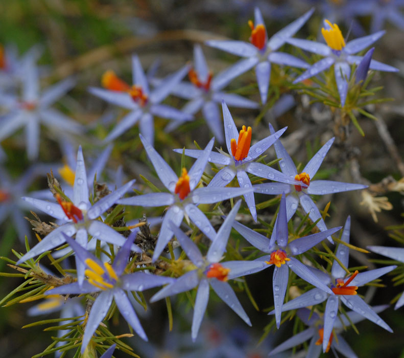 Australian Wild Plant: Calectasia narragera A Tinsel Lily