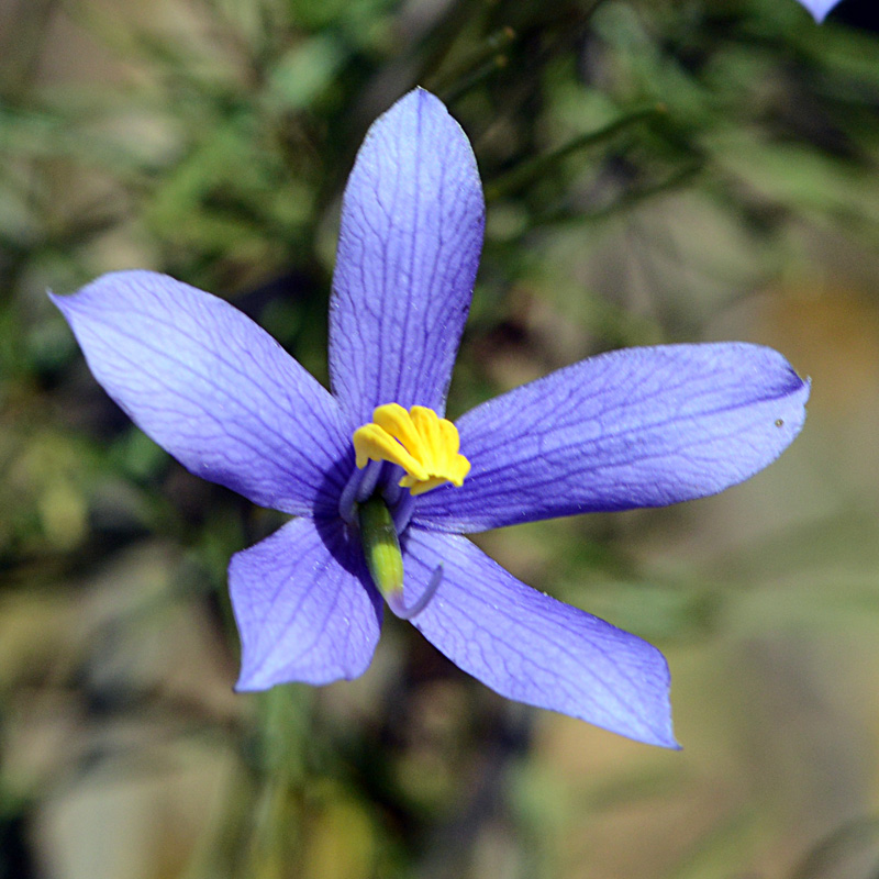 Australian Wild flower: Cheiranthera simplicifolia Crisp