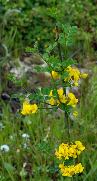 European Wild Plant: Coronilla emerus ssp emeroides Scorpion Vetch