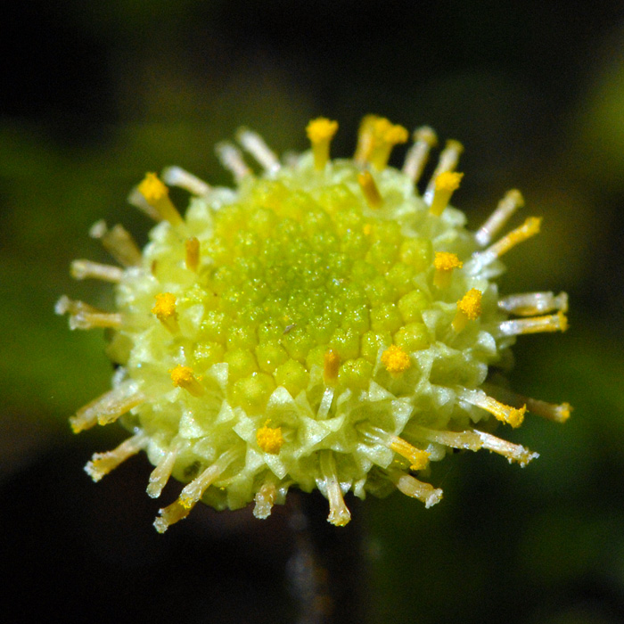 British Wild Plant: Cotula squalida Leptinella