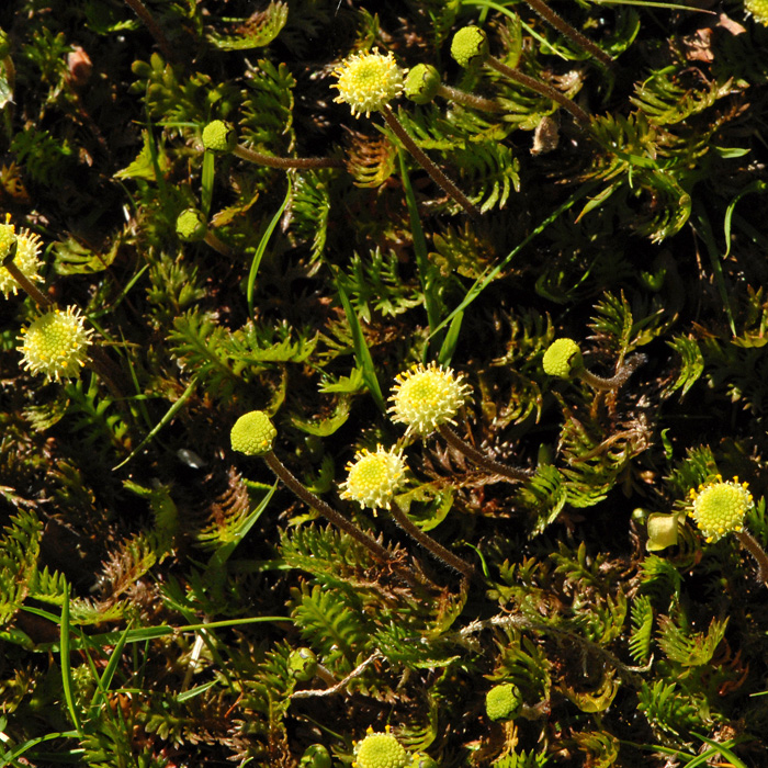 British Wild Plant: Cotula squalida Leptinella