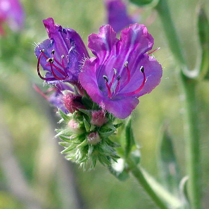 British Wild Plant: Echium plantagineum Purple Viper's-bugloss
