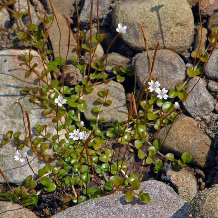 British Wild Plant: Epilobium brunnescens New Zealand Willowherb British Wild Plant: Epilobium brunnescens New Zealand Willowherb
