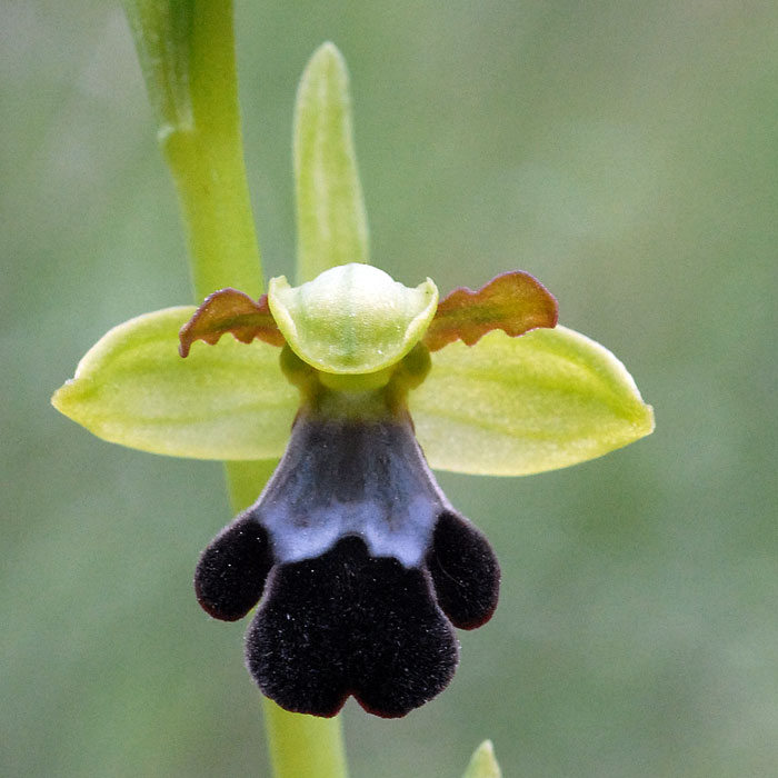 European Wild Plant: Ophrys fusca ssp iricolor Rainbow Ophrys