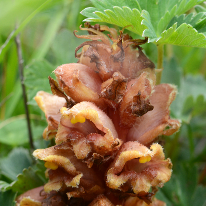 European Wild Plant: Orobanche colorata Painted Broomrape