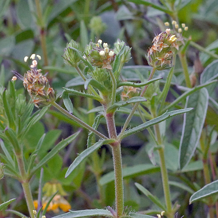 European Wild Plant: Plantago arenaria Branched Plantain