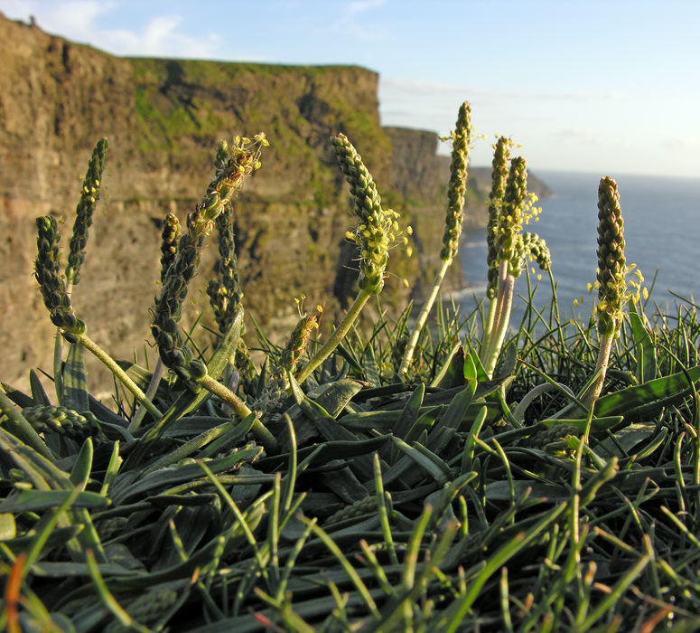 British Wild Plant: Plantago maritima Sea Plantain