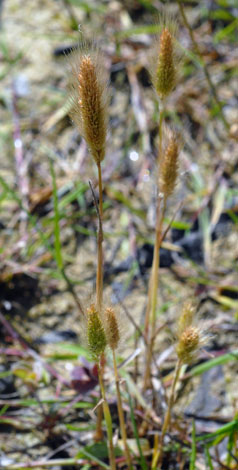 British Wild Plant: Polypogon monspeliensis Annual Beard-grass