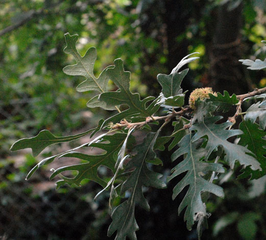British Wild Plant: Quercus cerris Turkey Oak