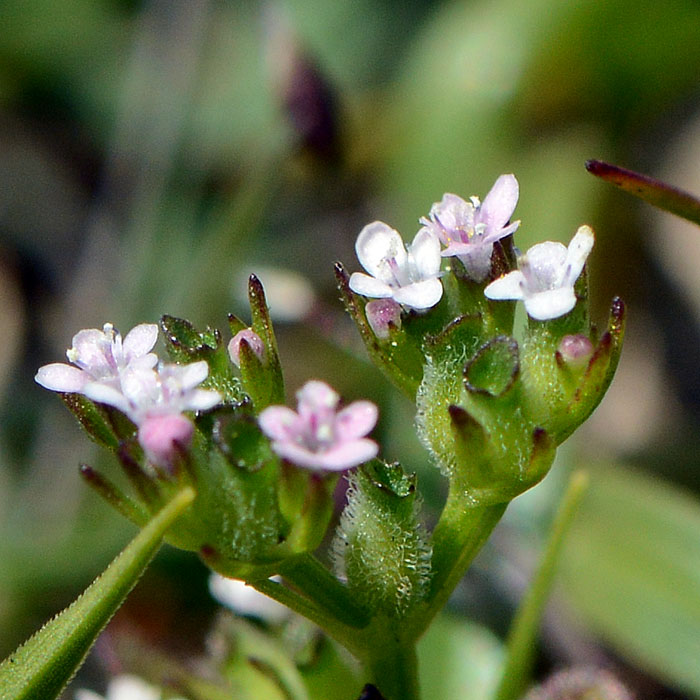 British Wild Plant: Valerianella eriocarpa Hairy-fruited Cornsalad