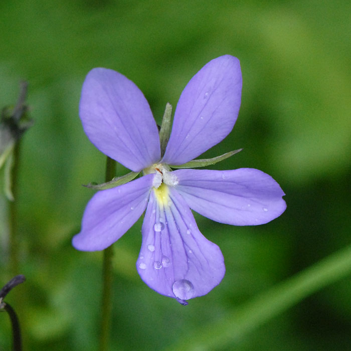 European Wild Plant: Viola cornuta Horned Pansy