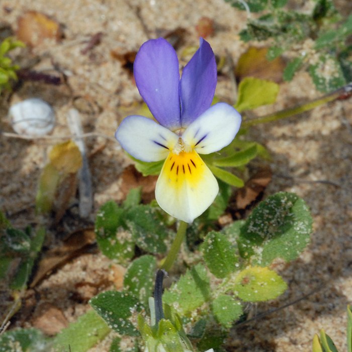 British Wild Plant: Viola tricolor ssp curtisii Dune Pansy