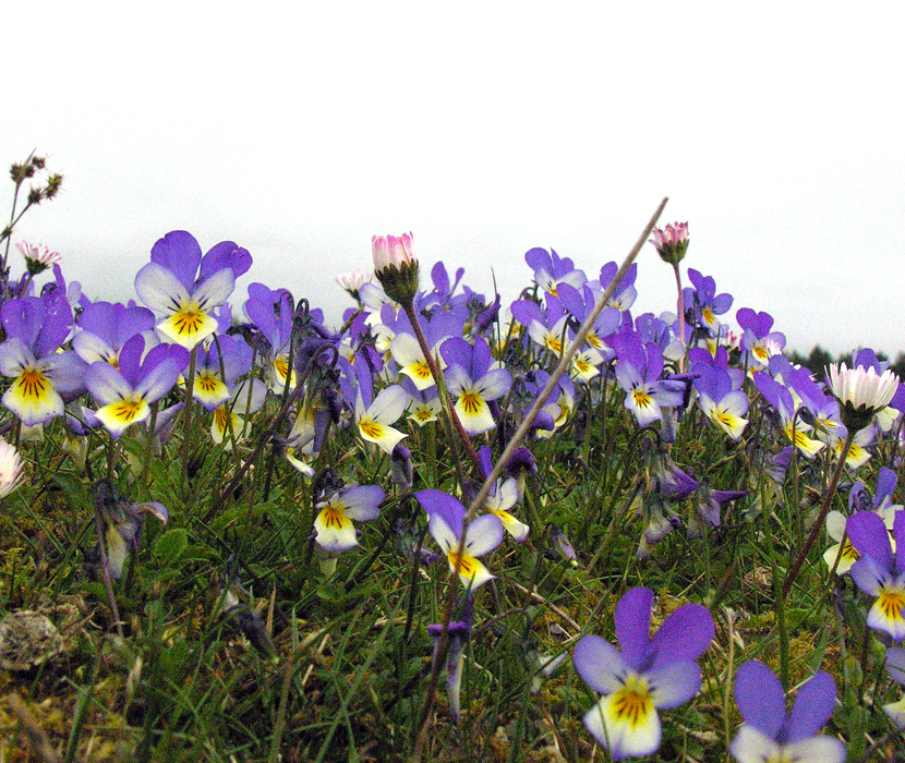 British Wild Plant: Viola tricolor ssp curtisii Dune Pansy