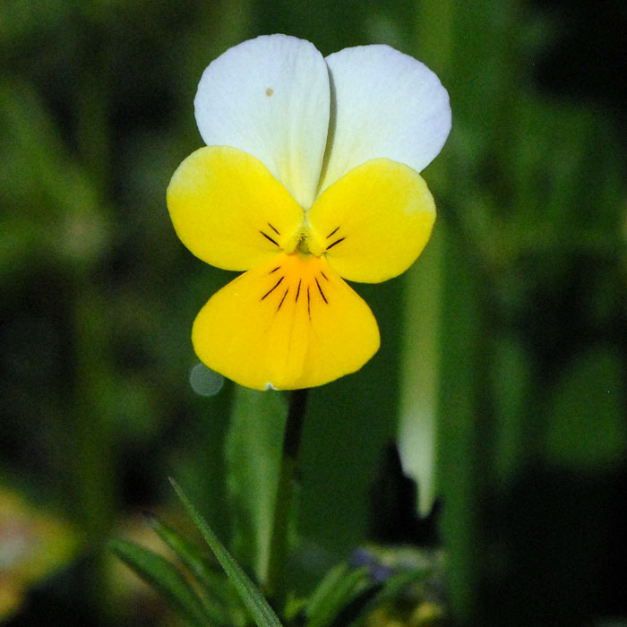 European Wild Plant: Viola tricolor Wild Pansy