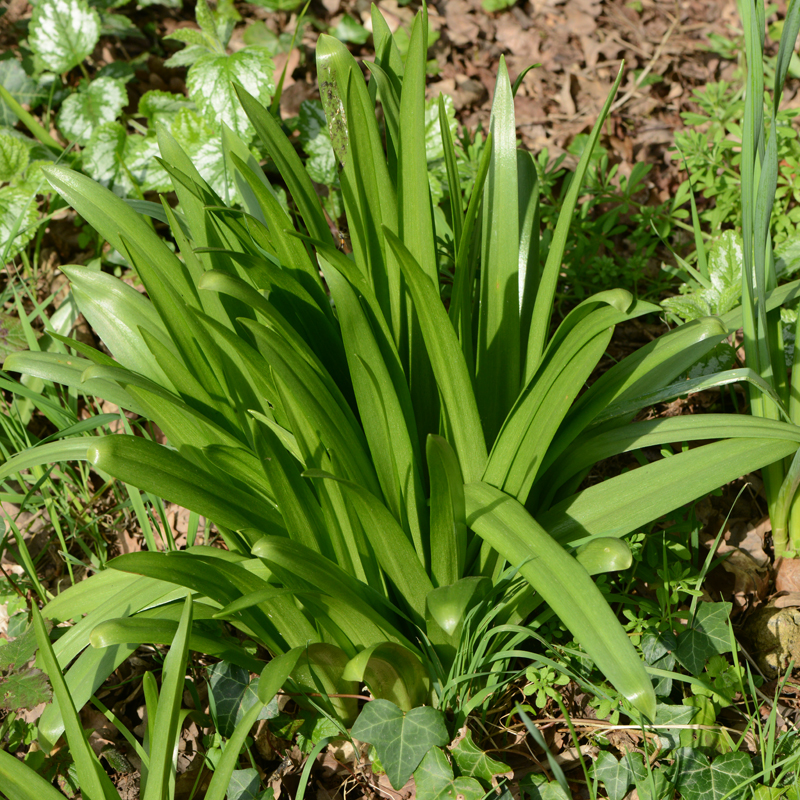 Wild Flower Society: Bluebells: the Armamda is here again