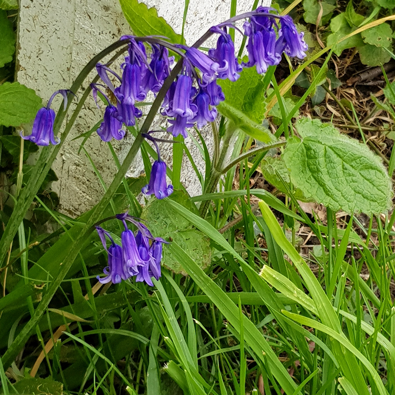 Wild Flower Society: Bluebells: the Armamda is here again