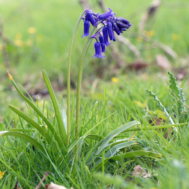 Wild Flower Society: Bluebells: the Armamda is here again
