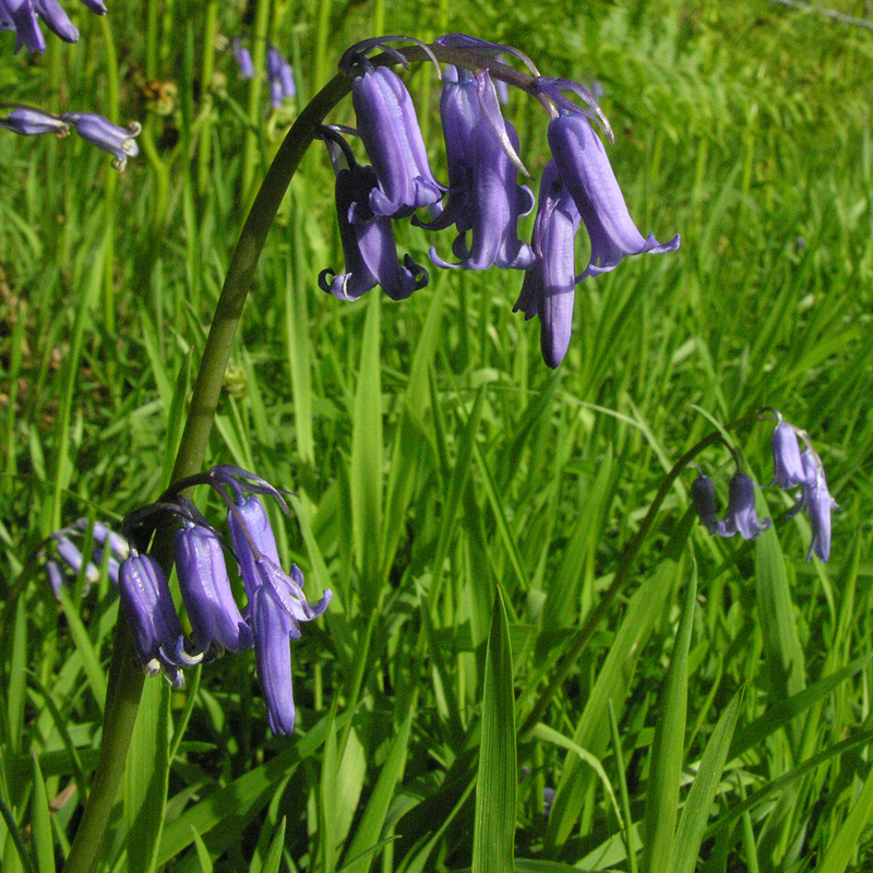 Wild Flower Society: Bluebells: the Armamda is here again