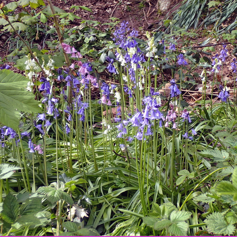 Wild Flower Society: Bluebells: the Armamda is here again